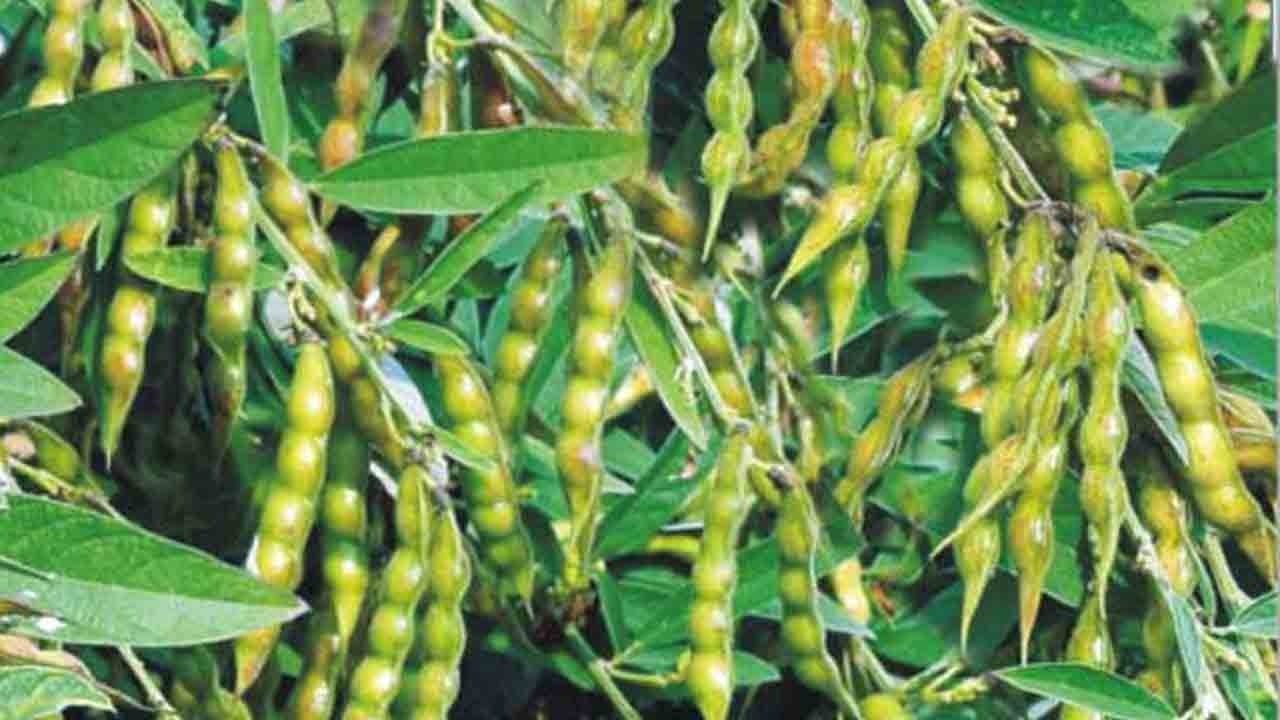 Kandi crop : కంది పంటకూ తంటా.. గిట్టుబాటు ధర లేక విలవిల